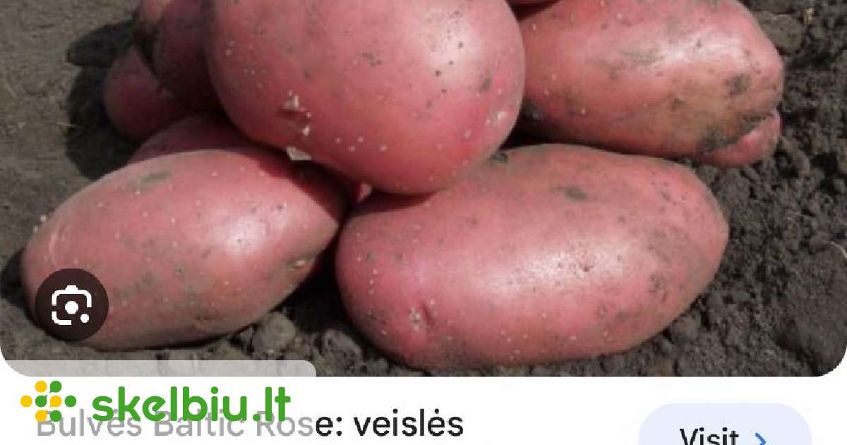 Bulves - Skelbiu.lt