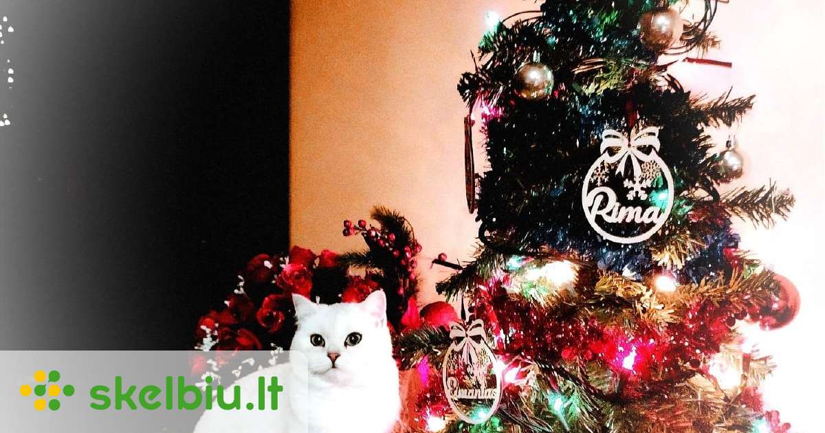 Parduodama britu trumpaplauke patele. - Skelbiu.lt