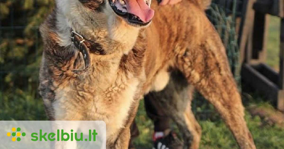 Azas. Vid.azijos aviganis ieško namu! - Skelbiu.lt