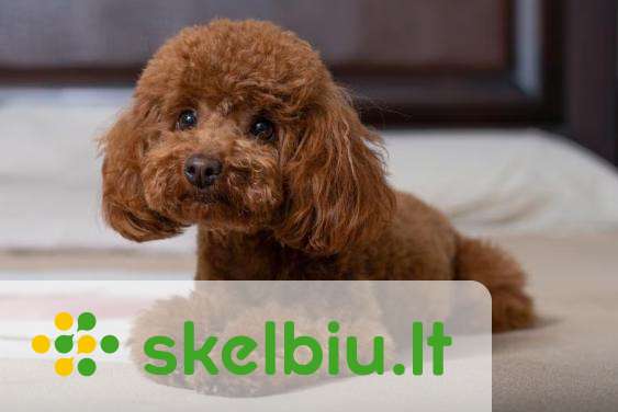 pudeliai kelmes r skelbimai - Skelbiu.lt