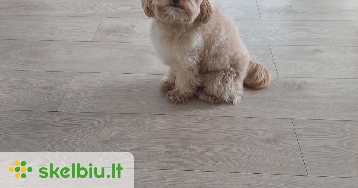 Šunys flora, fauna (32 psl.) - Skelbiu.lt