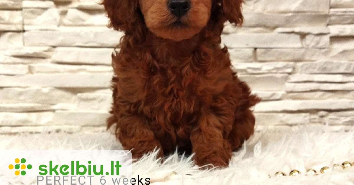 Nykštukiniai ir toy pudeliai su Fci dokumentais - Skelbiu.lt