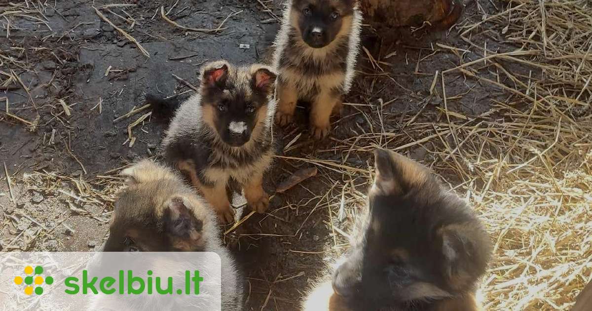 Parduodami šuniukai - Skelbiu.lt
