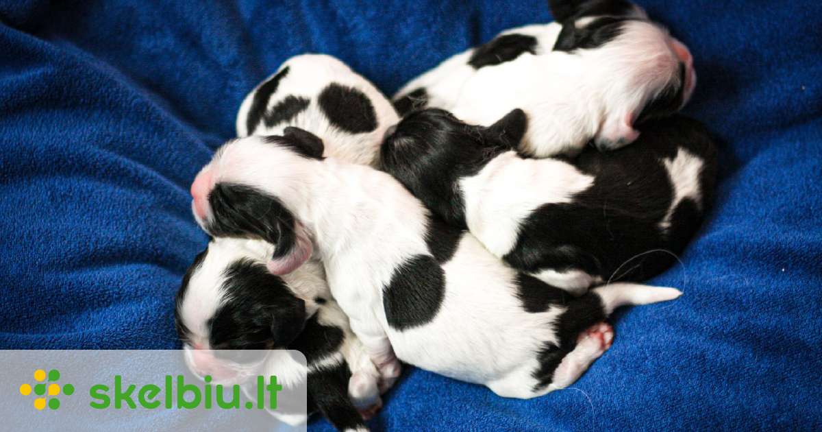 spanieliai skelbimai - Skelbiu.lt