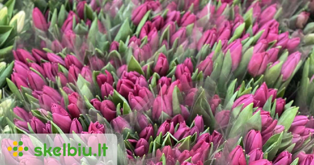 Tulpes Kovo 8-ajai - Skelbiu.lt