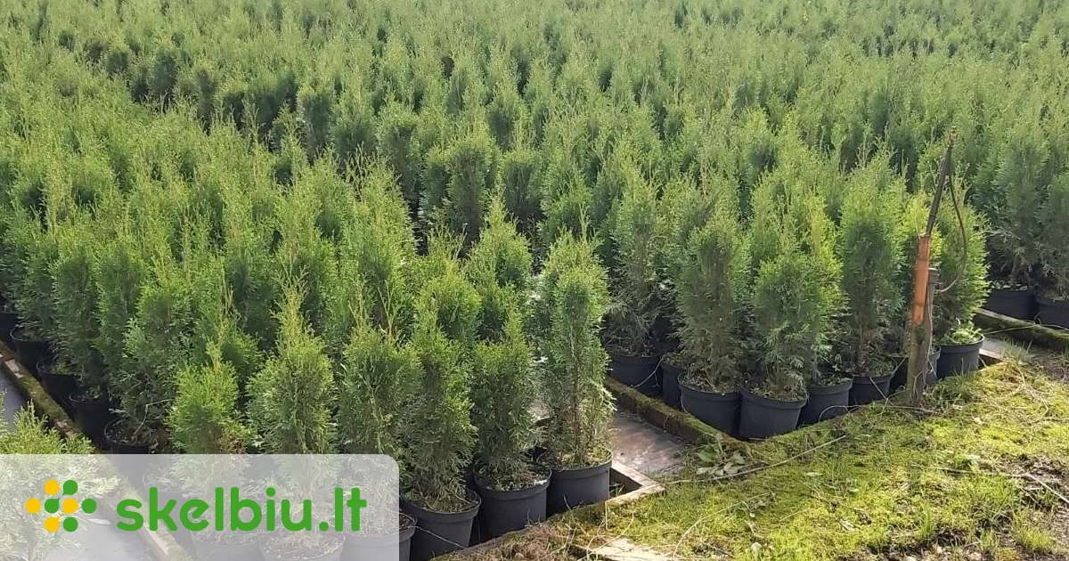 Tujos sodinukai gyvatvorei Smaragd vazonėliuose - Skelbiu.lt