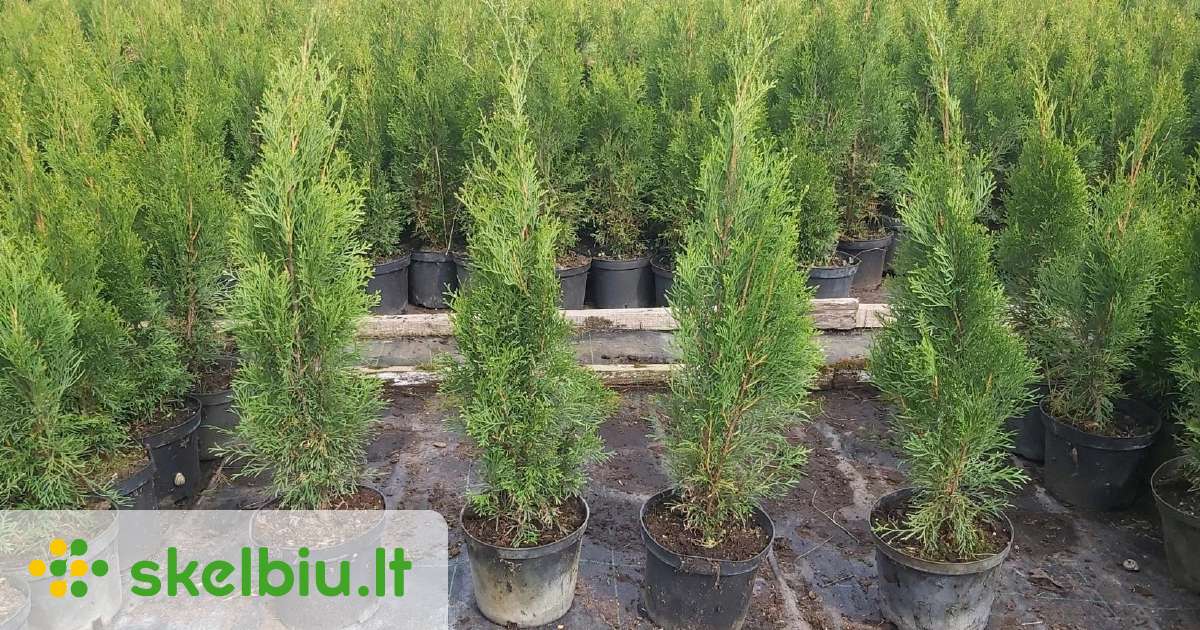 Tujos gyvatvorei Smaragd vazonėliuose Premium - Skelbiu.lt