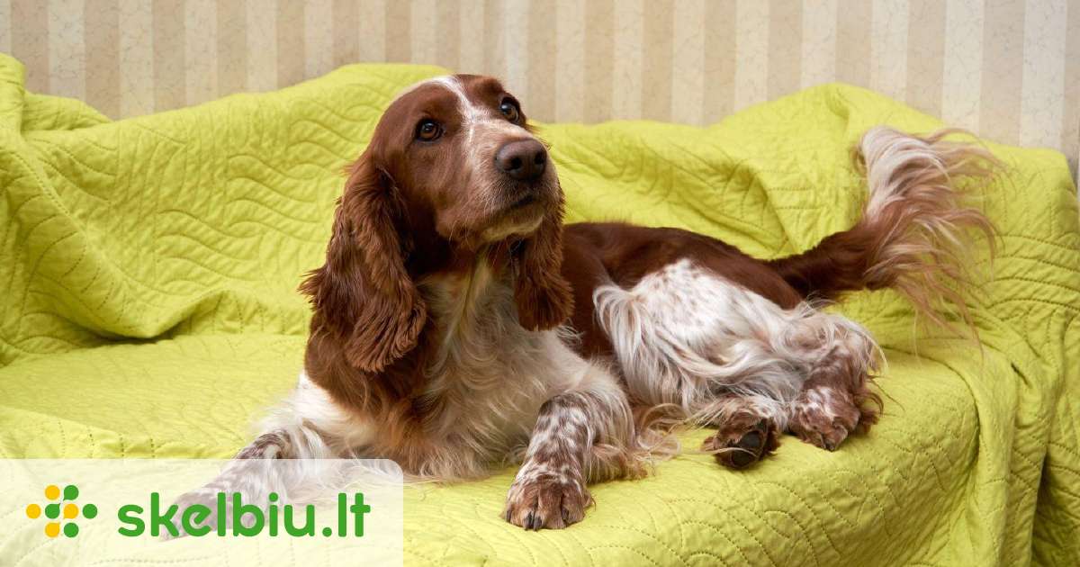 Spanielis, valų springer spanielis.laukiama vada. - Skelbiu.lt