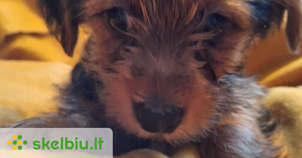 Parduodu jorksyro terjeru mergaite ir berniuka - Skelbiu.lt