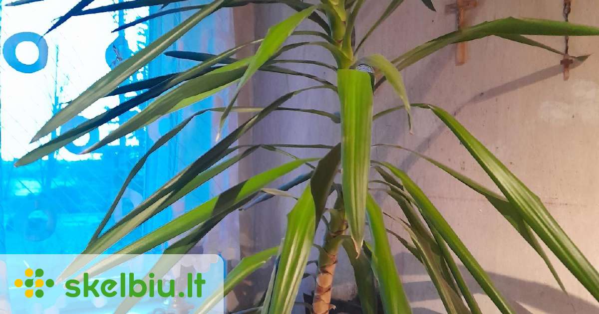 Rašyti į nr - Skelbiu.lt