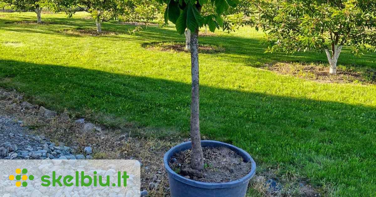 Parduodami medžiai/ krūmai - Skelbiu.lt