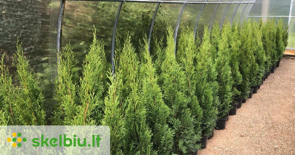 Smaragdinės tujos - Skelbiu.lt
