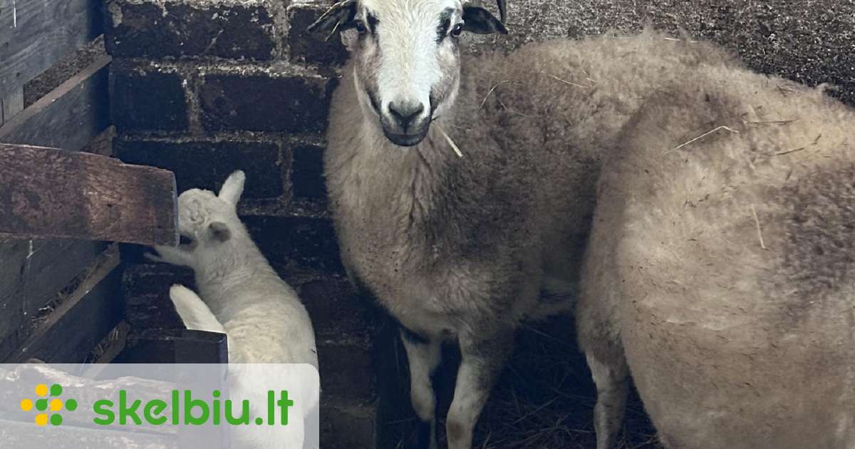 Parduodama avytė su eriuku - Skelbiu.lt