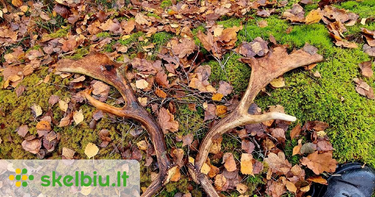 Briedzio ragai - Skelbiu.lt