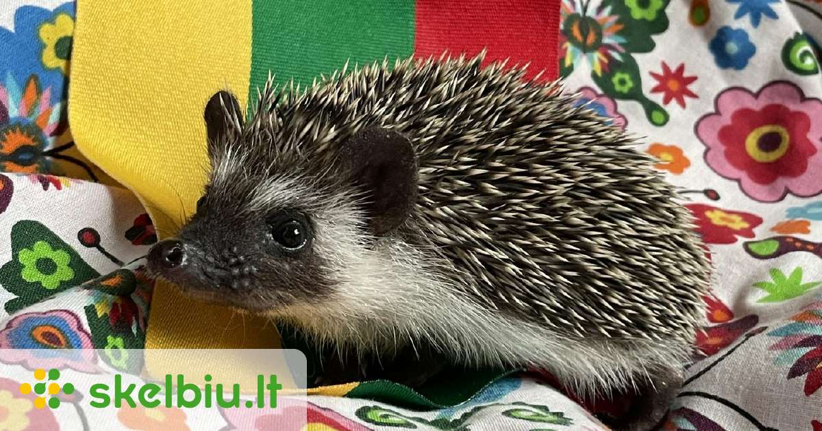 Afrikos keturpirštis ežiukas - Skelbiu.lt