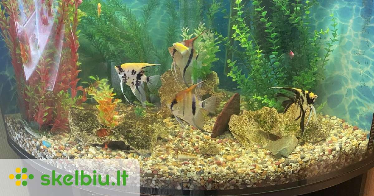 Akvariumai - Skelbiu.lt