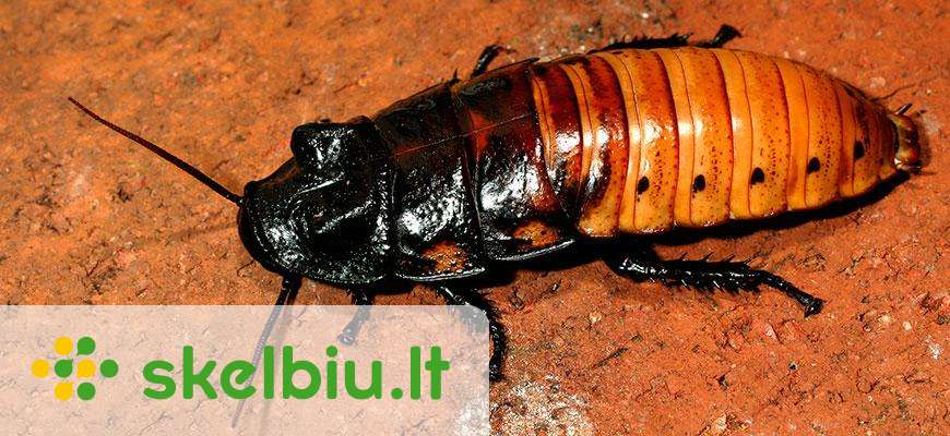 Madagaskaro tarakonai - Skelbiu.lt