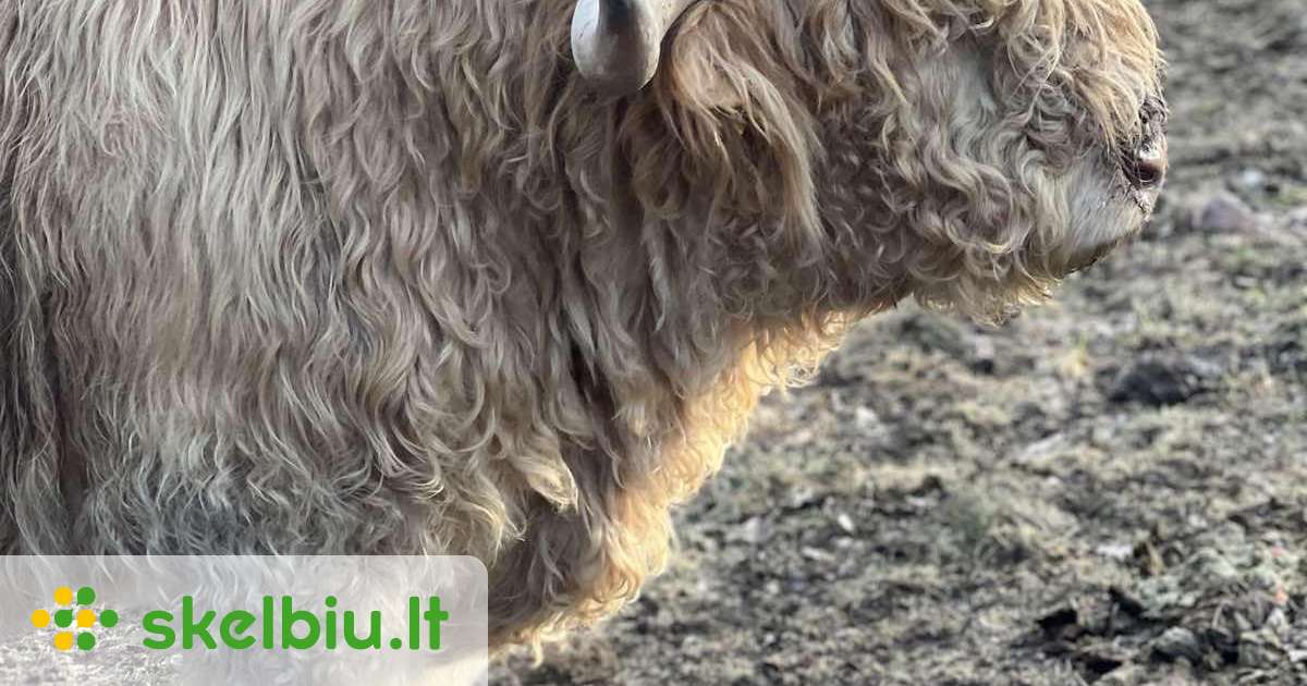 Parduodamas Hailend bulius su kilmes dokumentais - Skelbiu.lt