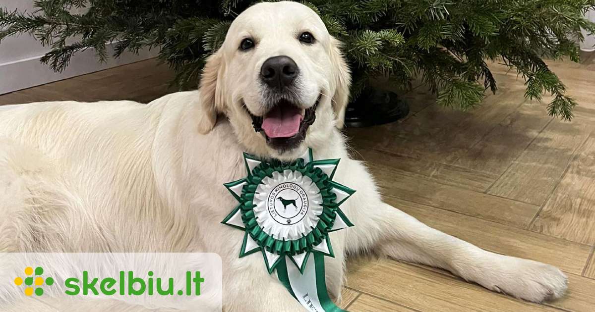 Auksaspalvis retriveris - Skelbiu.lt