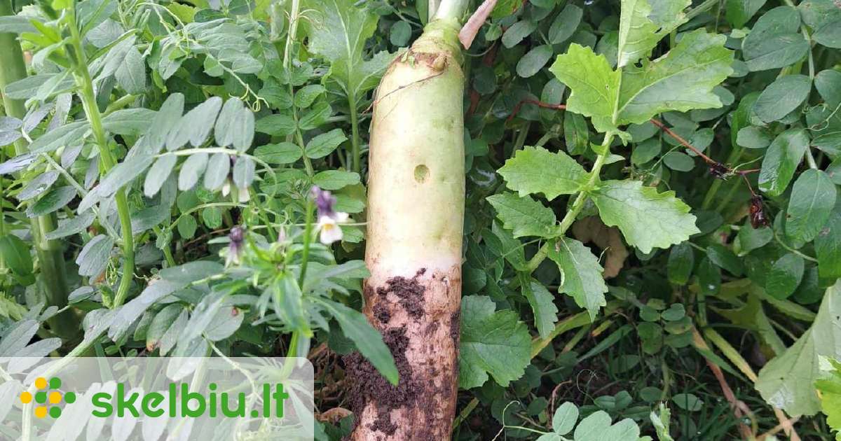 sakninis ridikas skelbimai - Skelbiu.lt