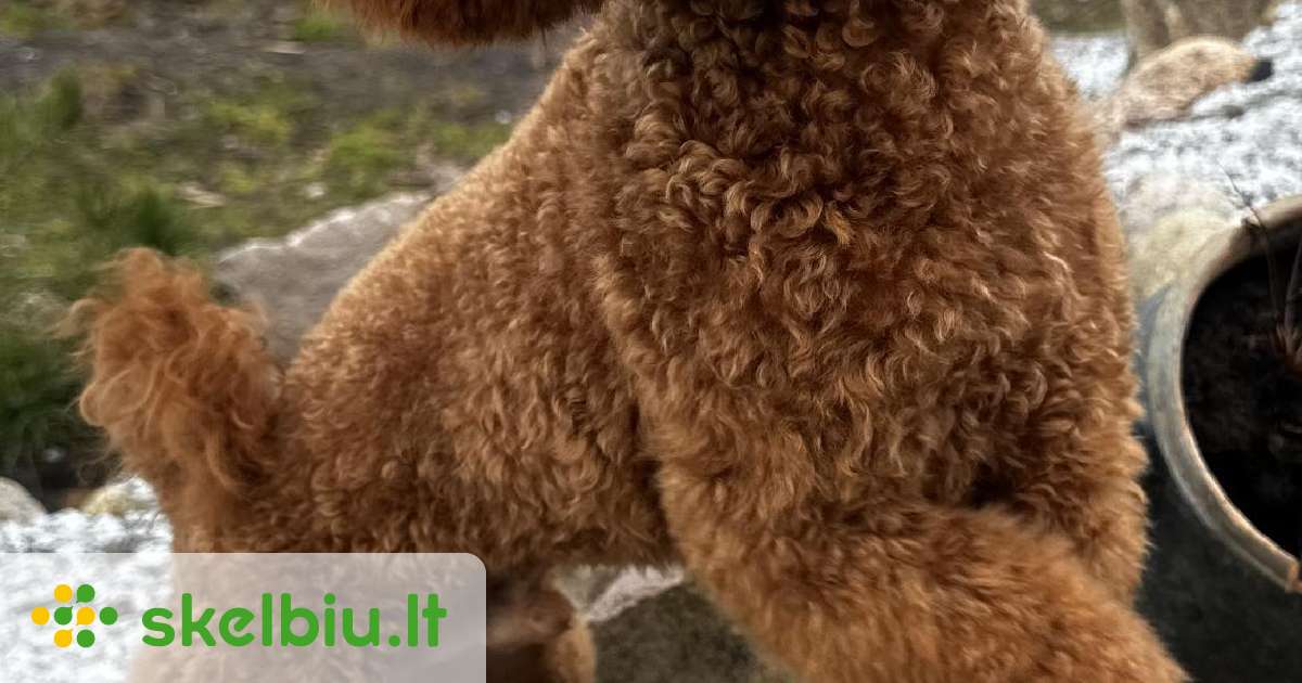 Toy pudelis - Skelbiu.lt