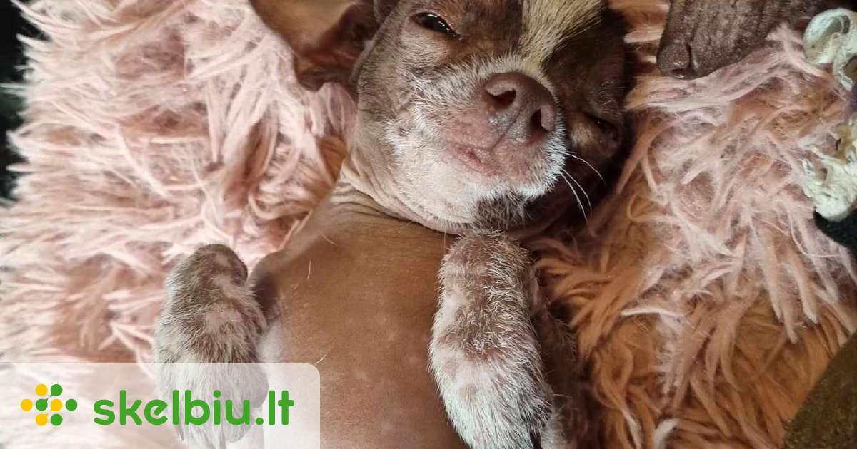 Chihuahua beplaukiai suniukai/hairless chihuahua - Skelbiu.lt