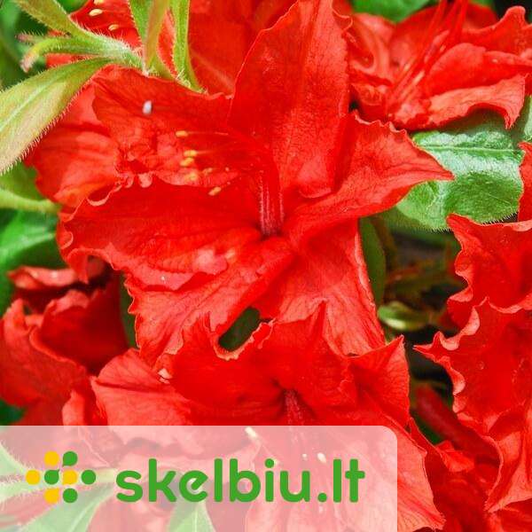 vegeles skelbimai - Skelbiu.lt