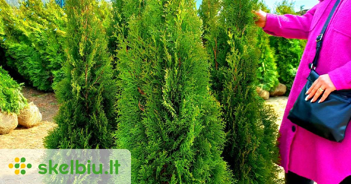 golden car skelbimai - Skelbiu.lt