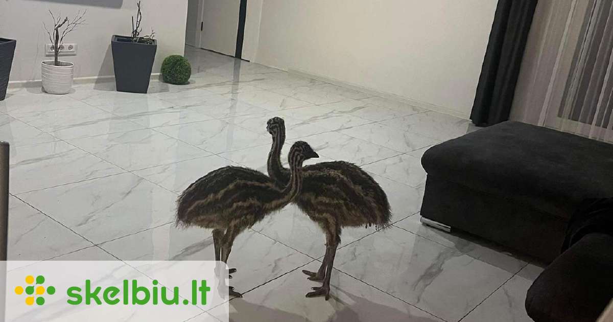 Strutis - Skelbiu.lt
