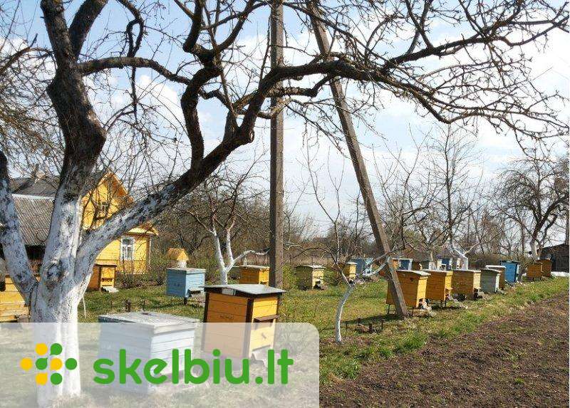 Parduodami bičių šeimynos su aviliais - Skelbiu.lt