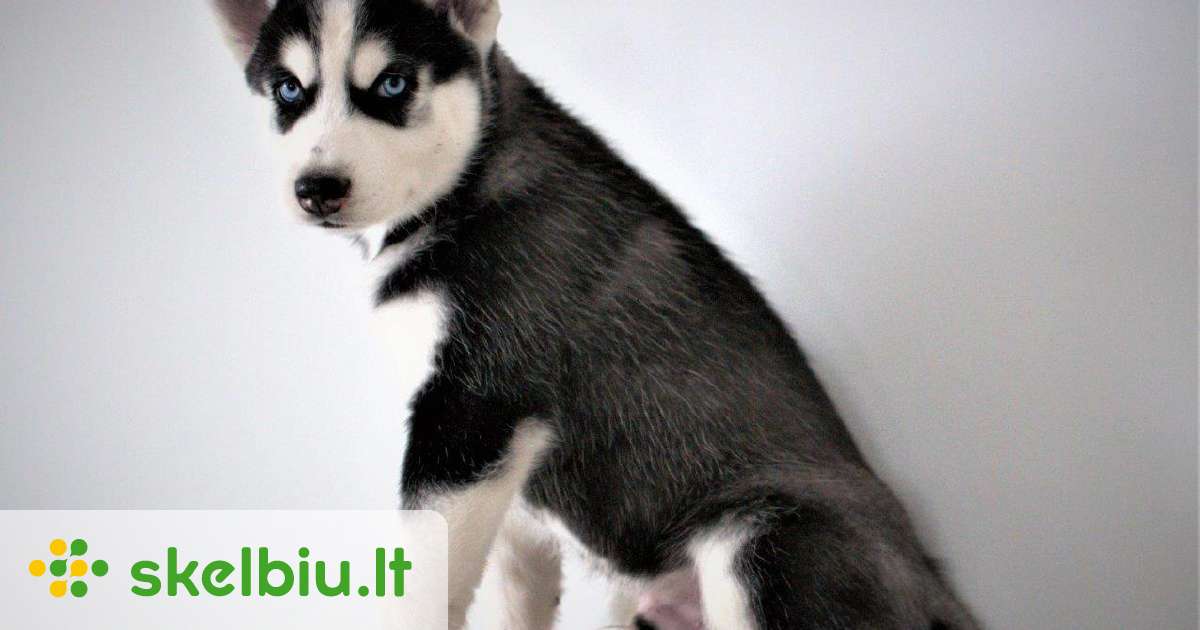 haskio sunys skelbimai - Skelbiu.lt