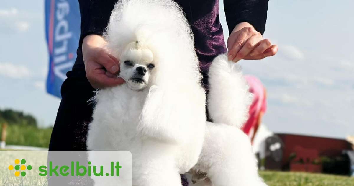 toi pudeli skelbimai - Skelbiu.lt