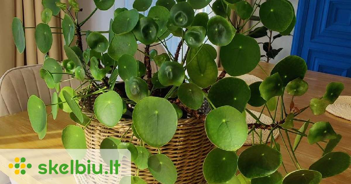 Pilėja (japoniškas pinigų medis) - Skelbiu.lt