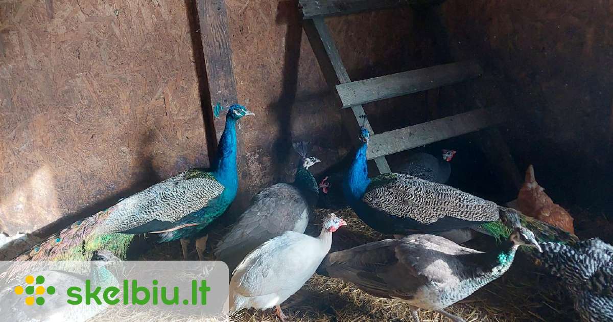 povai alytaus r skelbimai - Skelbiu.lt