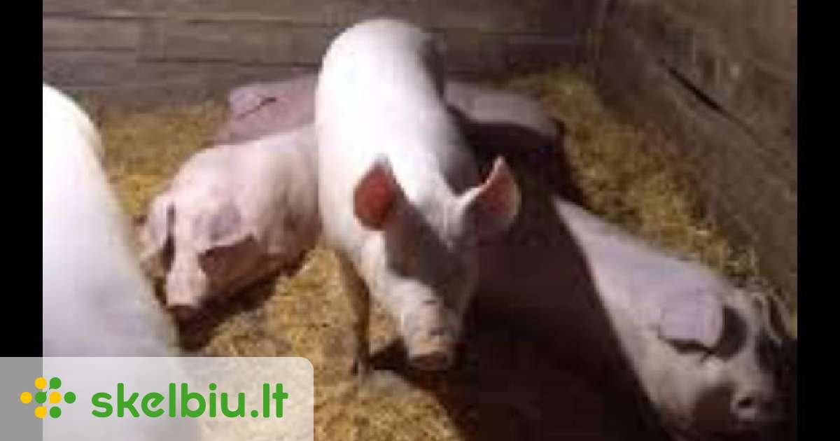 Kiaule perku - Skelbiu.lt