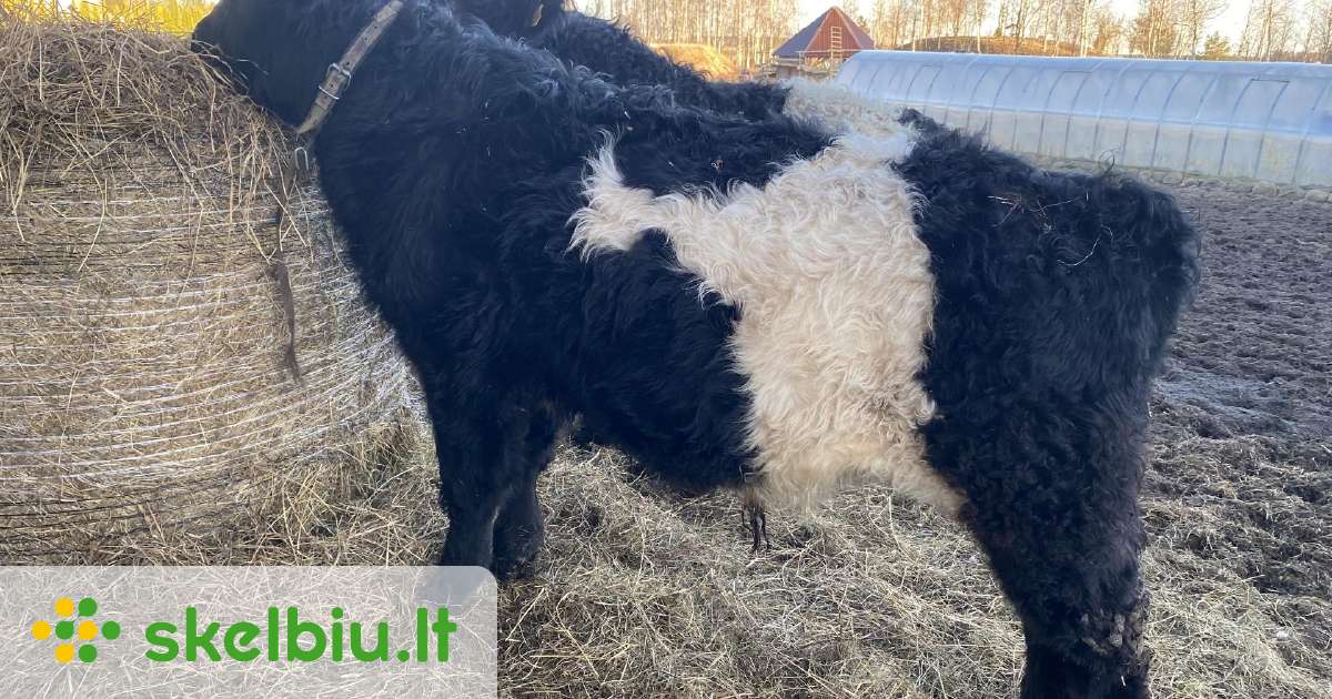 Pardodamas 11 mėn xgalovėjus Veršis Bulius - Skelbiu.lt