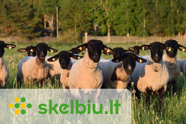 Perku sufolkų avis auginimui - Skelbiu.lt