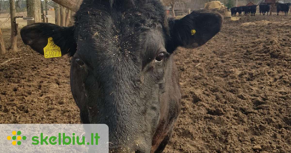 Parduodamas Wagyu veislės bulius-reproduktorius - Skelbiu.lt