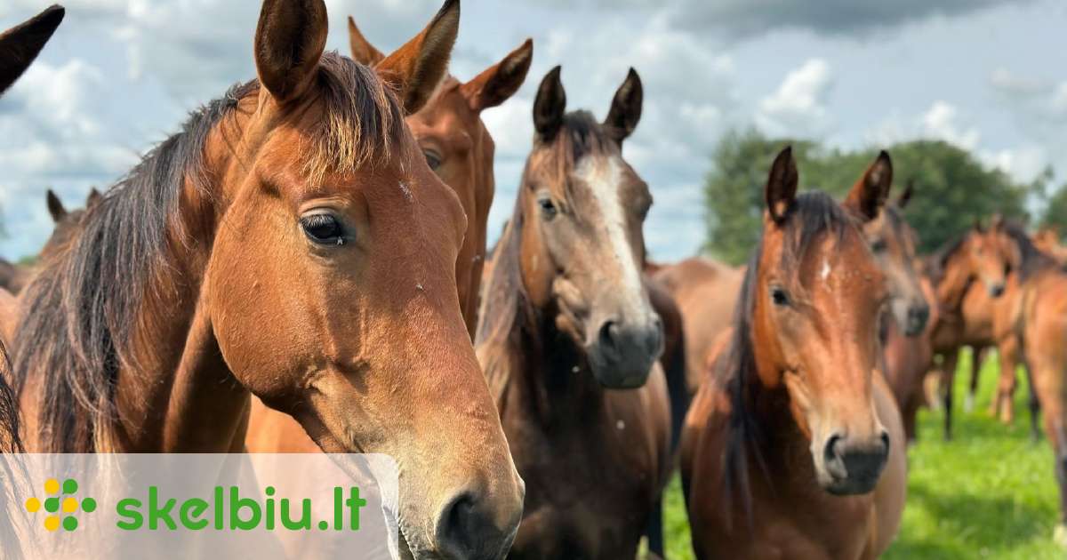 zirgai zemaitukai skelbimai - Skelbiu.lt