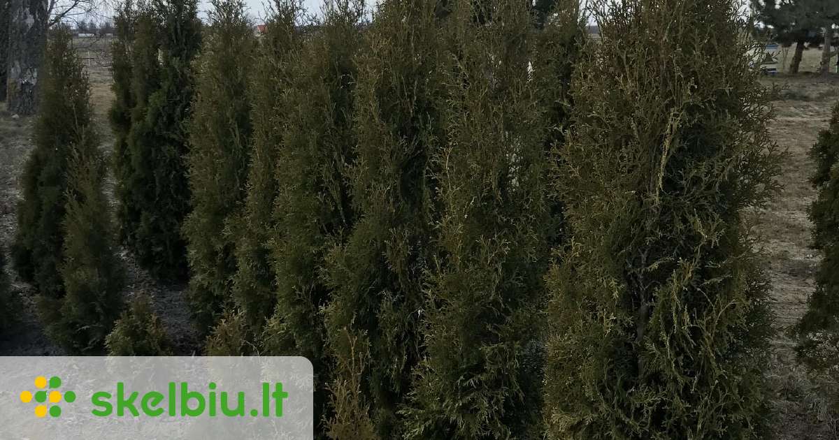 Smaragdinės tujos - Skelbiu.lt