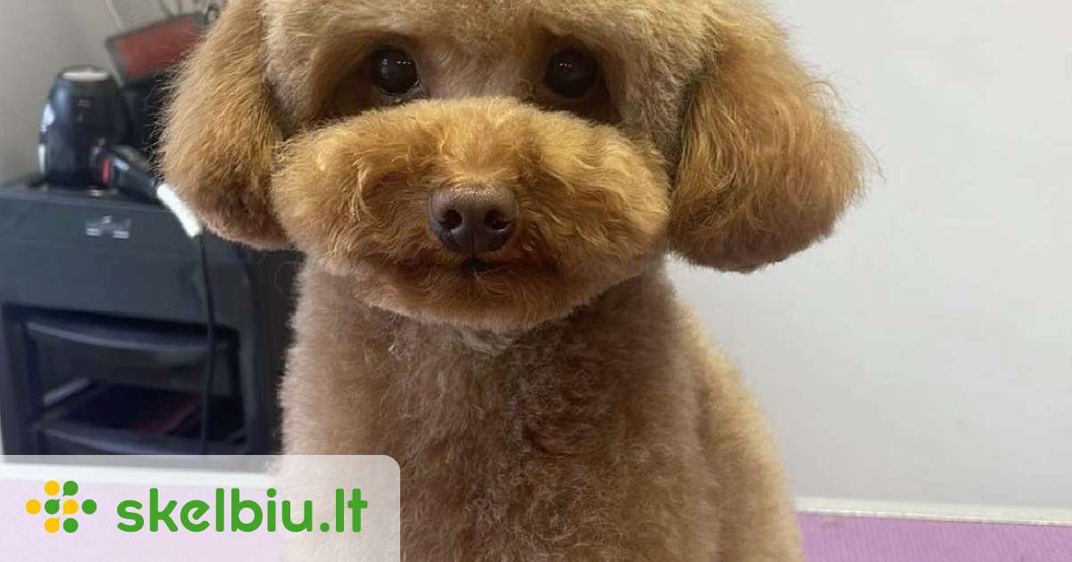 Toy pudelis pasimatymams - Skelbiu.lt