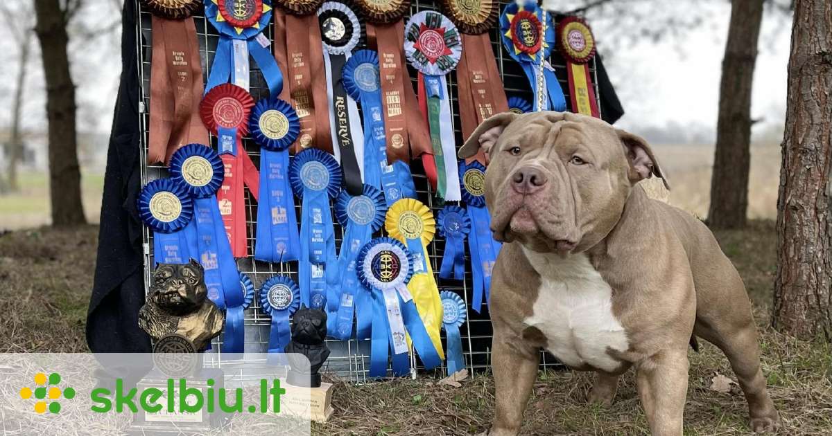 amerikieciu buldoga skelbimai - Skelbiu.lt