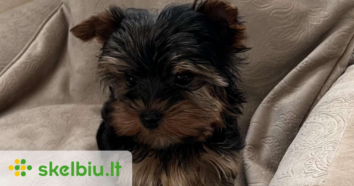 jorksyro terjerai siauliu skelbimai - Skelbiu.lt