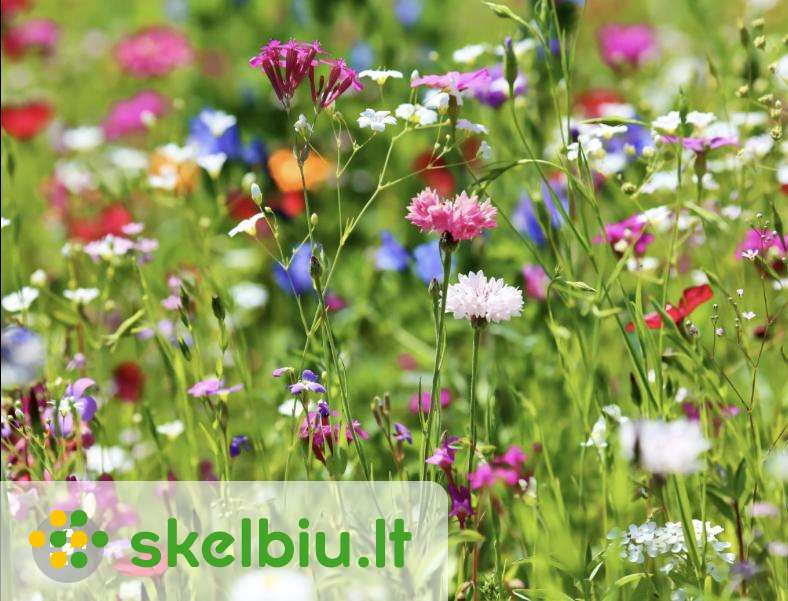 Perku žydinčios pievos sėklas - Skelbiu.lt