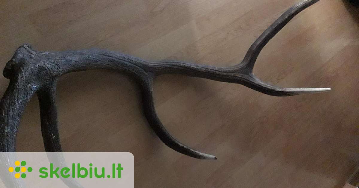 Elnio ragai, briedžio ragai - Skelbiu.lt