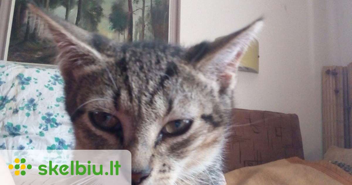 Dovanoju katyte - Skelbiu.lt