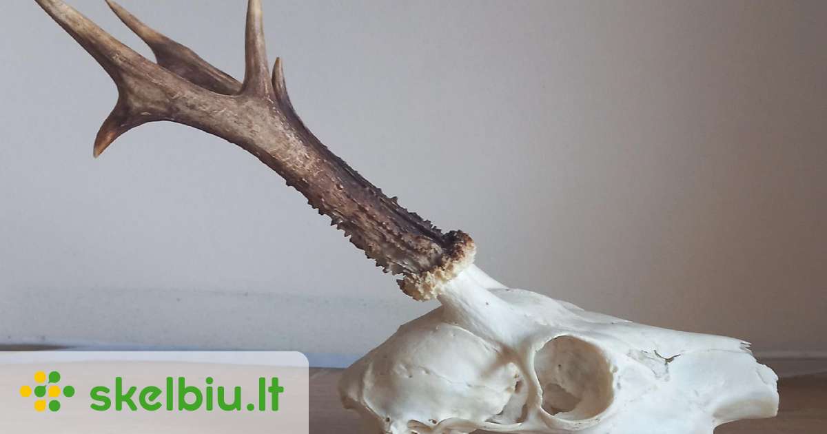 perka ragus skelbimai - Skelbiu.lt