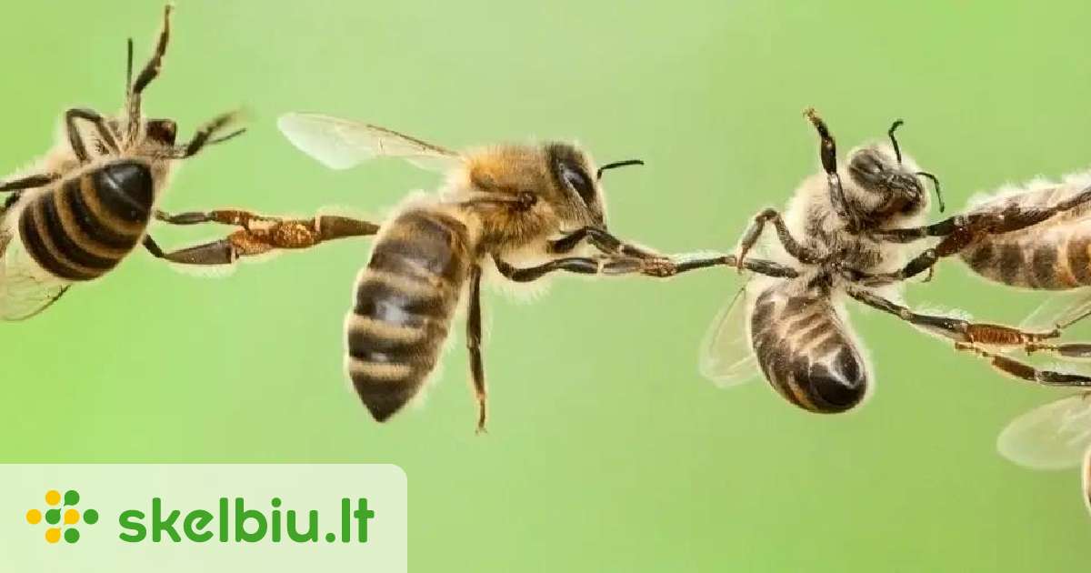 Priglausčiau arba nebrangiai įsigyčiau bitutes - Skelbiu.lt