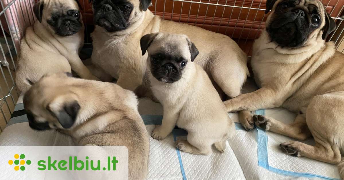 Mopsiukai Pug - Skelbiu.lt