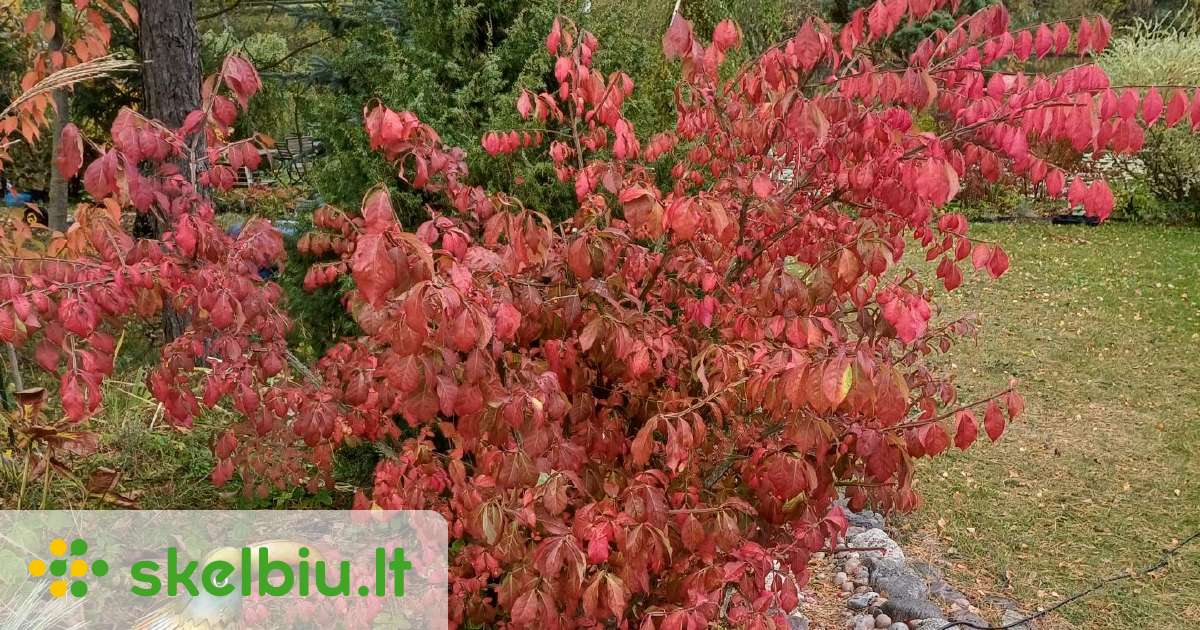 zalias augalas skelbimai - Skelbiu.lt